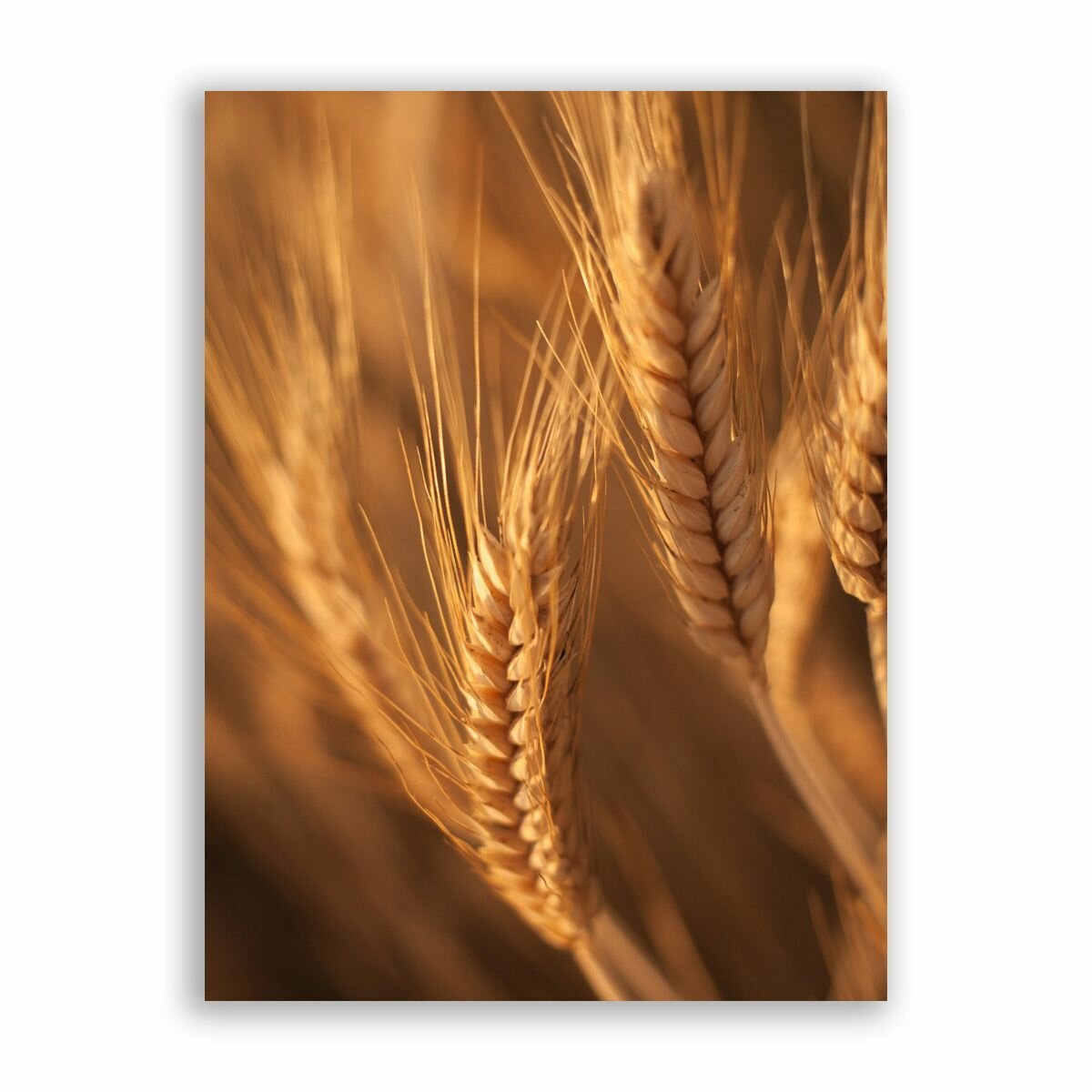 Постер, плакат на бумаге / Пшеница / Размер 30 x 40 см
