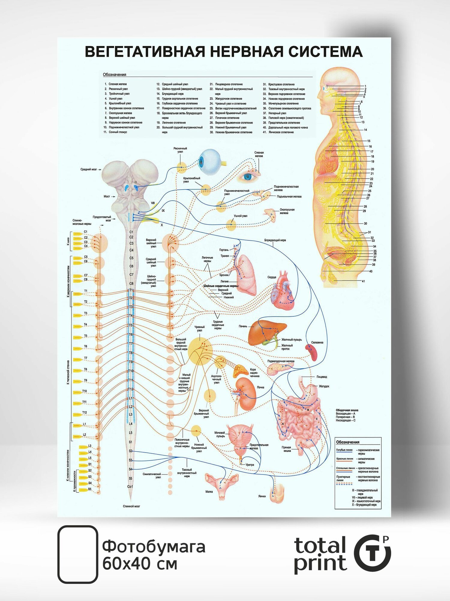 Постер на медицинскую тематику, 60х40см, Вегетативная нервная система, TotalPrint