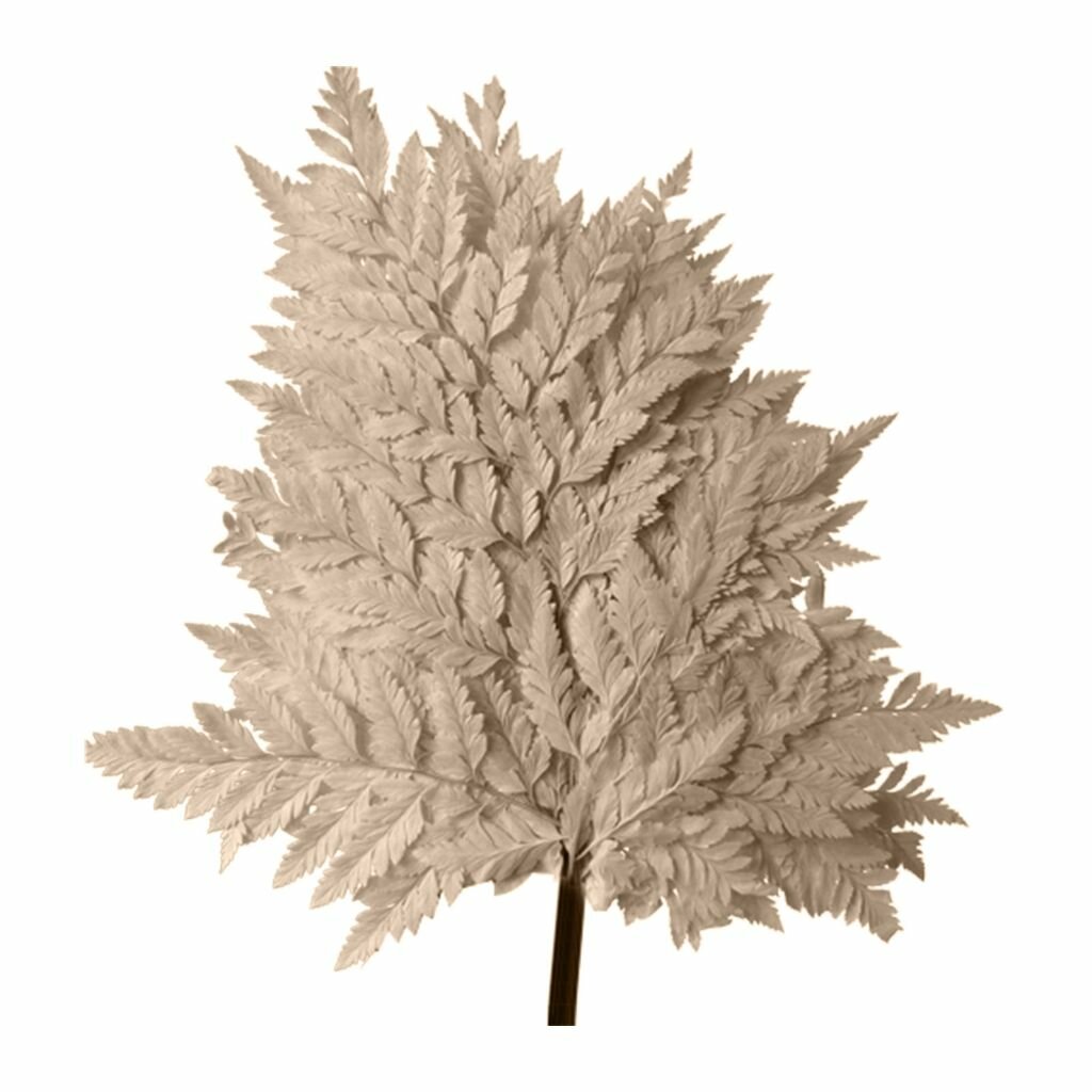 10 шт. натуральных сухих цветов, консервированных Козьих зубов, папоротников, вечнозеленых листьев Арахнидов, свадебных украшений своими руками