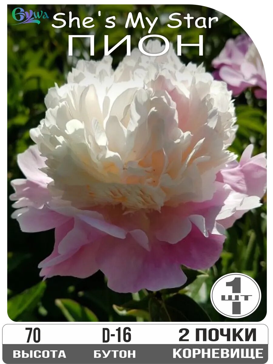 Пион Корневище, Ши’з Май Стар, 2 почки, многолетник, высота 70 см, розово-кремовый