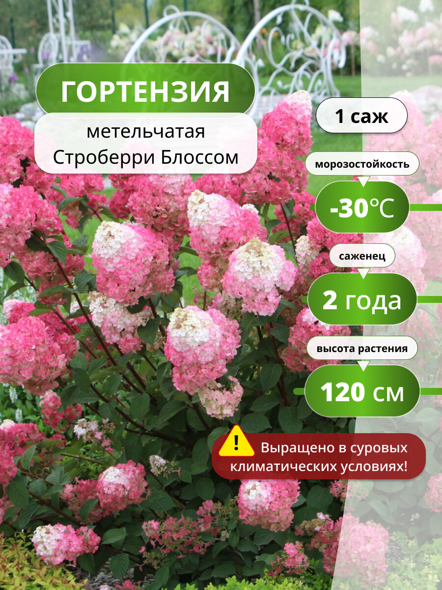 Гортензия метельчатая Строберри Блоссом, гортензии, морозостойкий