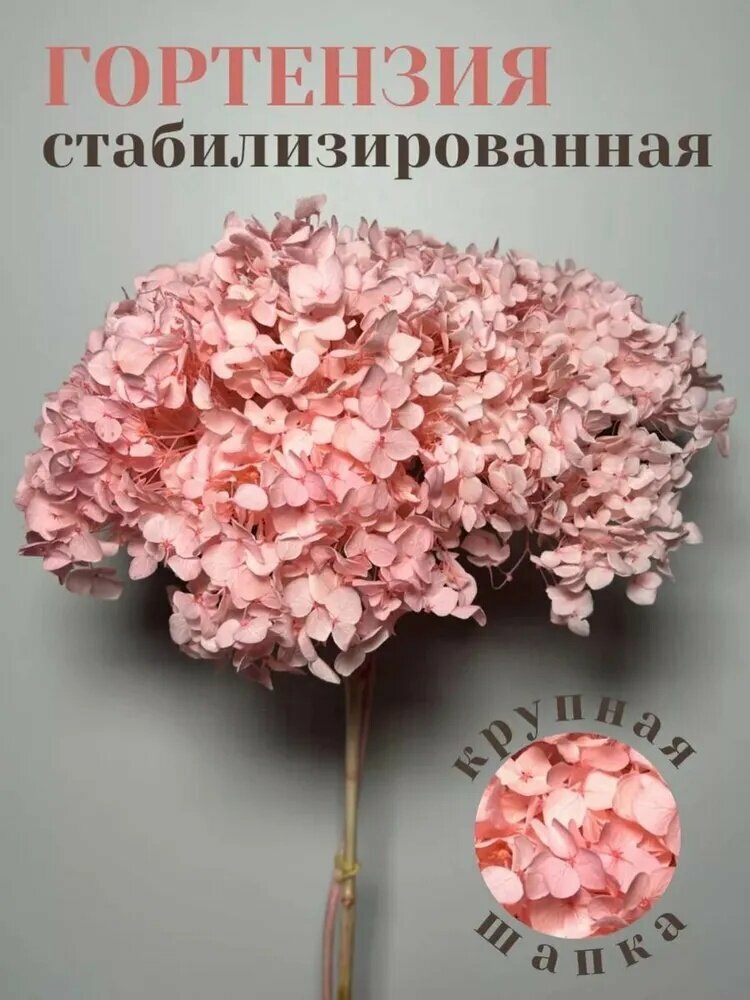 Стабилизированные цветы Гортензия, 55 см, 50 гр, 1 шт