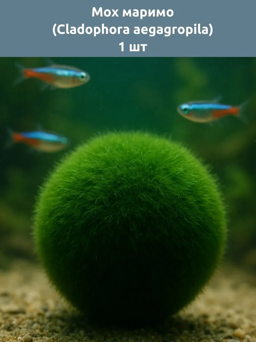 Мох маримо шаровидный (Кладофора) 2 4 см, 1 штука