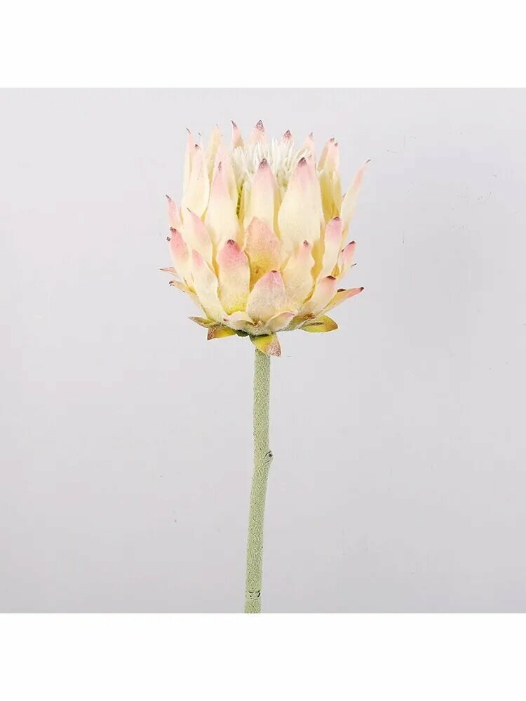 Стабилизированные цветы Бугенвиллия, 43 гр