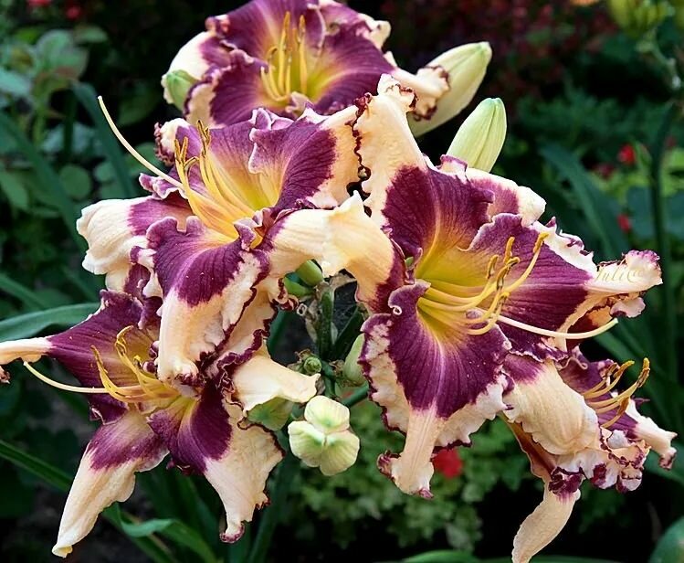 Лилейник Сабина Баур