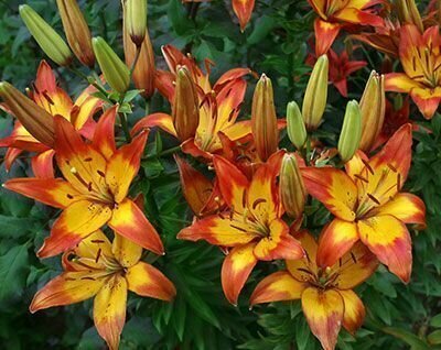 Лилия азиатская Хартстрингс луковицы, клубни, корни цветов