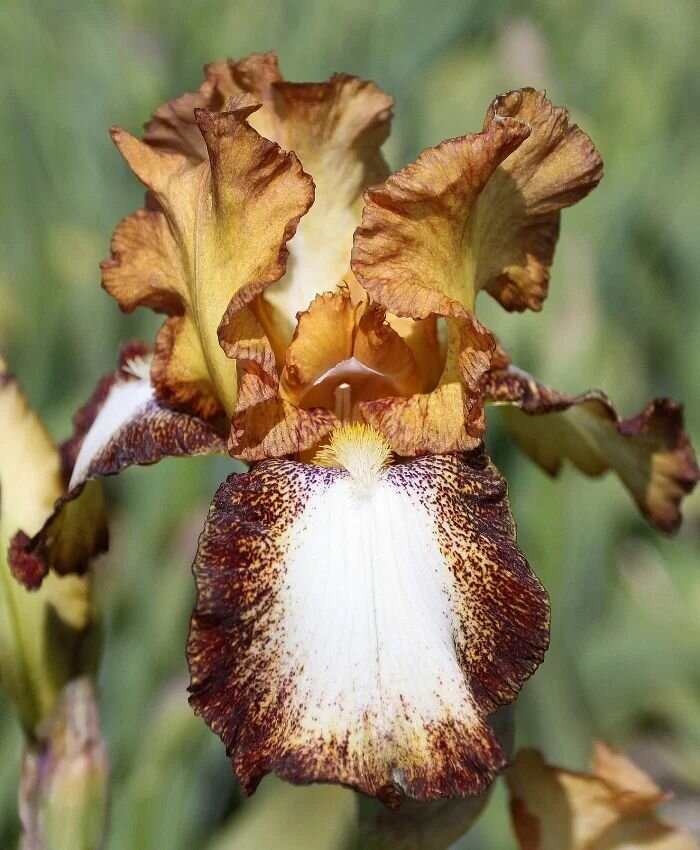 Ирис бородатый Шива Шива луковицы, клубни, корни цветов