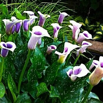 Калла PICASSO 1шт