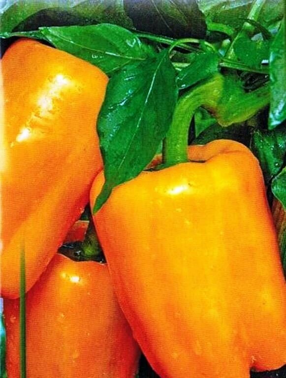 Коллекционные семена перца сладкого Гарнет F1