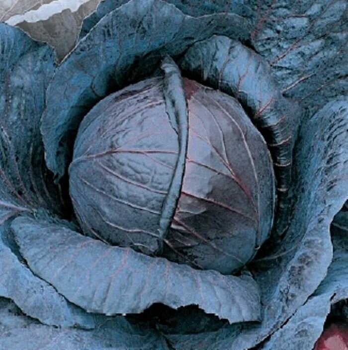 Коллекционные семена капусты к/к Сизая голубка