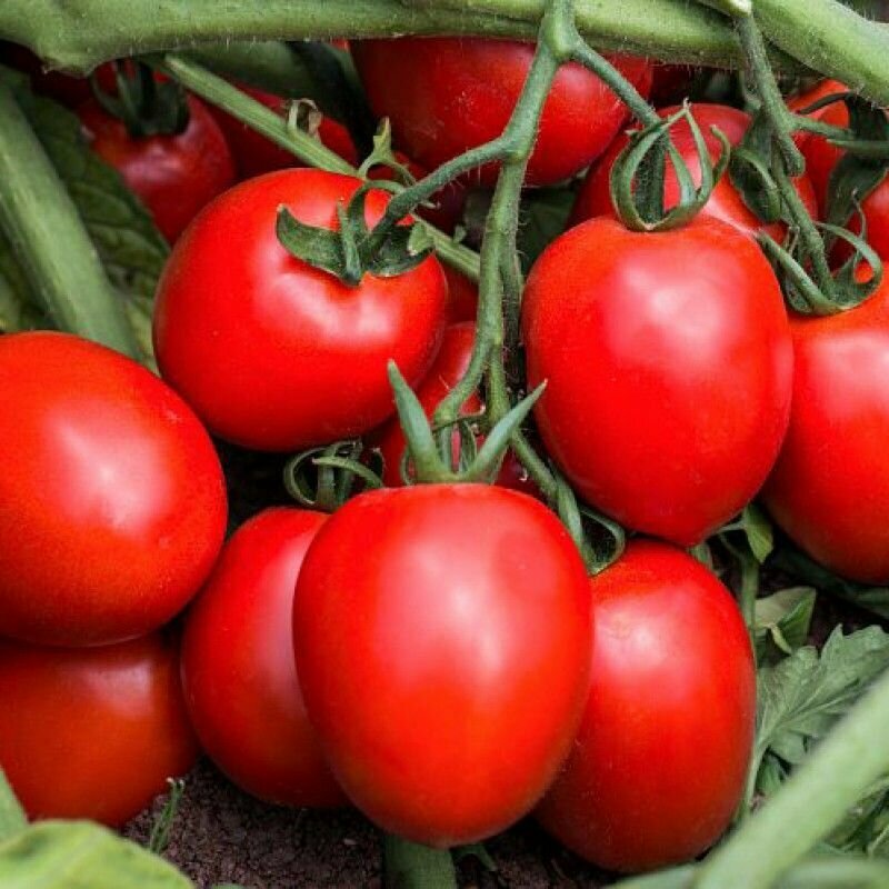 Томат Капорал F1, детерминантный гибрид с ярко-красными вкусными сливками, идеален для соков, засолки, и консервирования, 10 семян