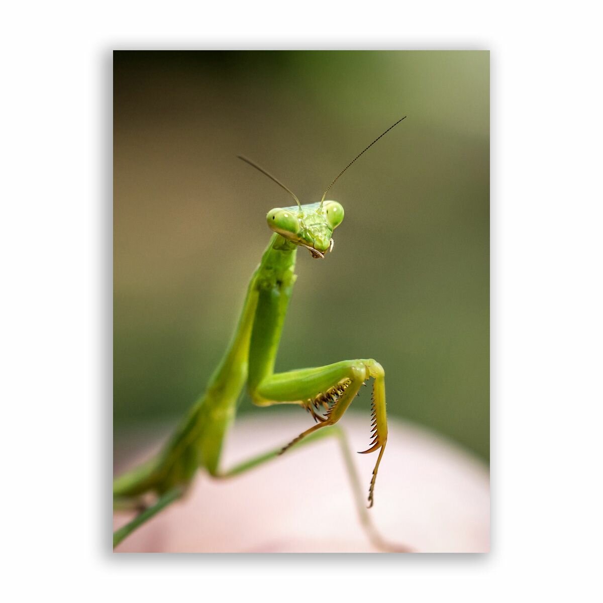 Постер, плакат на бумаге / Богомол / Размер 30 x 40 см