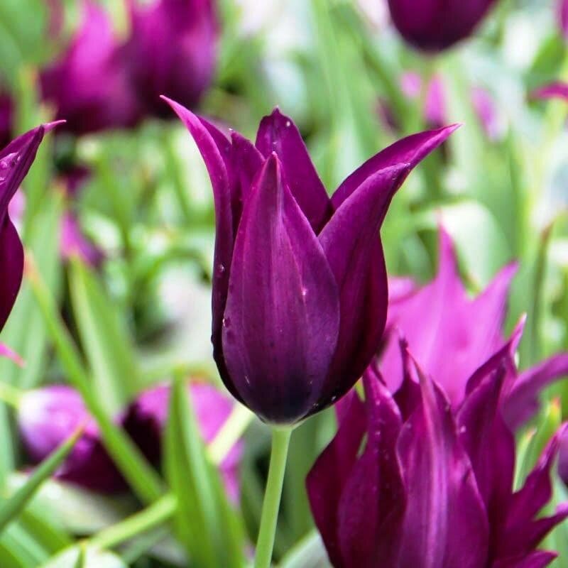 Тюльпан Бургунди (1 луковица). Holland Bulbs (Голландия)