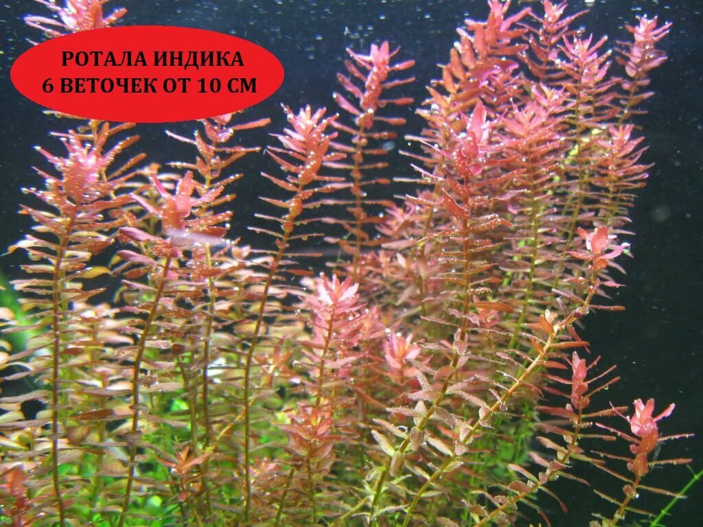 Ротала индика (Rotala rotundifolia) 6 веточек от 10 см/ Живые растения для аквариума