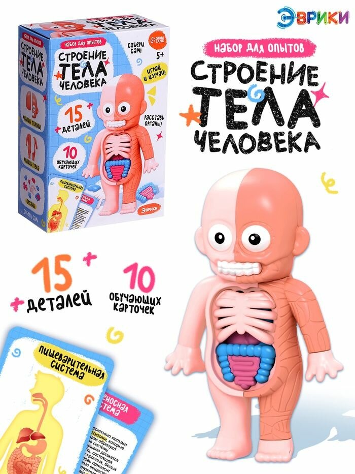 Набор для опытов Эврики по анатомии "Строение тела человека", 15 деталей, 10 обучающих карточек
