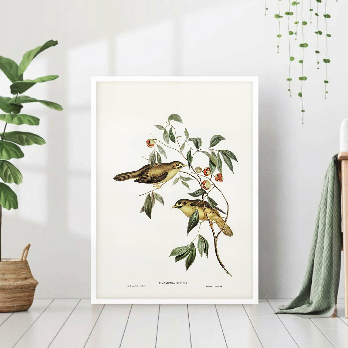 Постер "Птицы на ветке ретро иллюстрация" в белой рамке 50x70 см для интерьера на стену