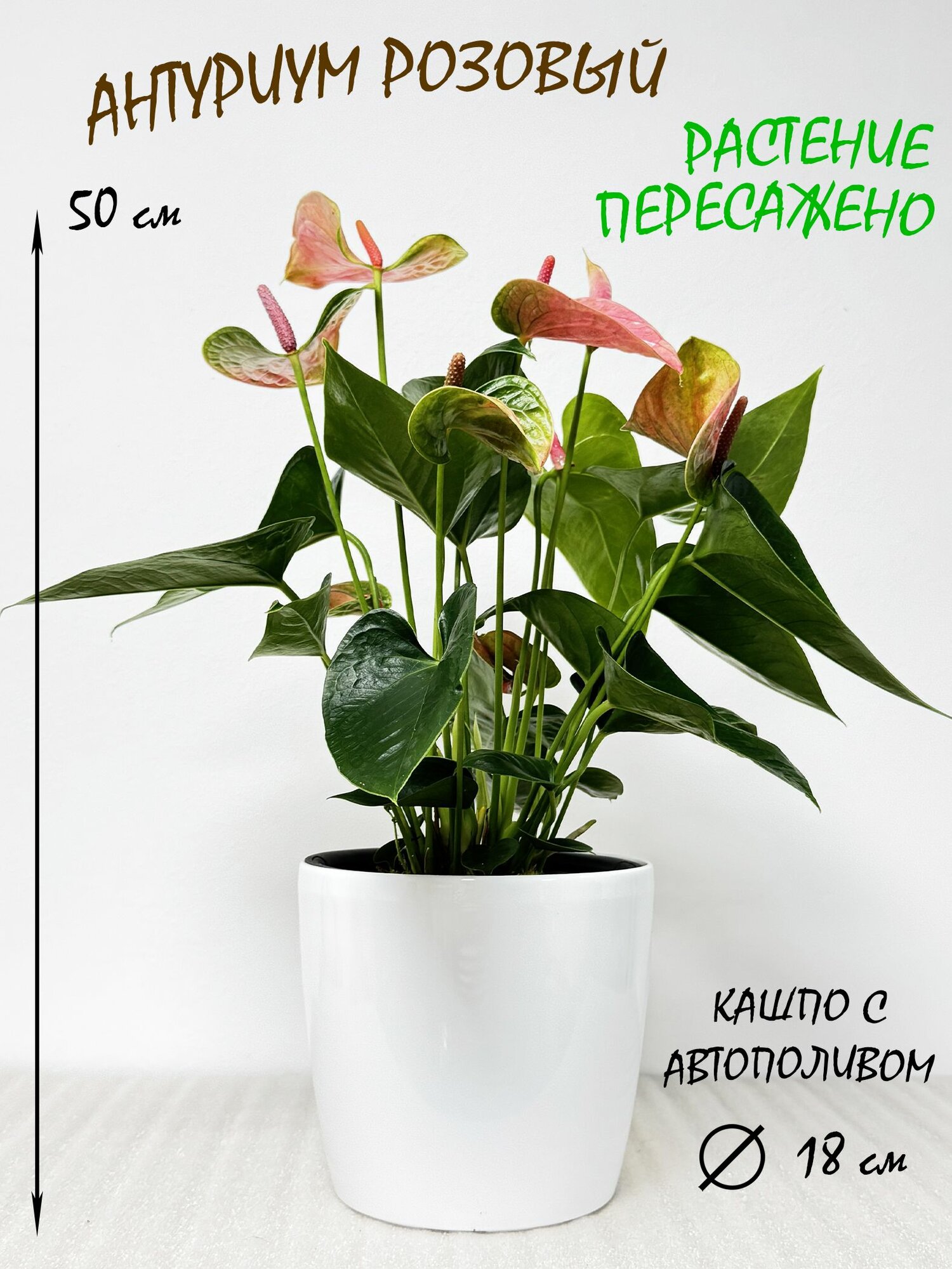 Антуриум розовый в белом кашпо с автополивом, высота 45-50 см