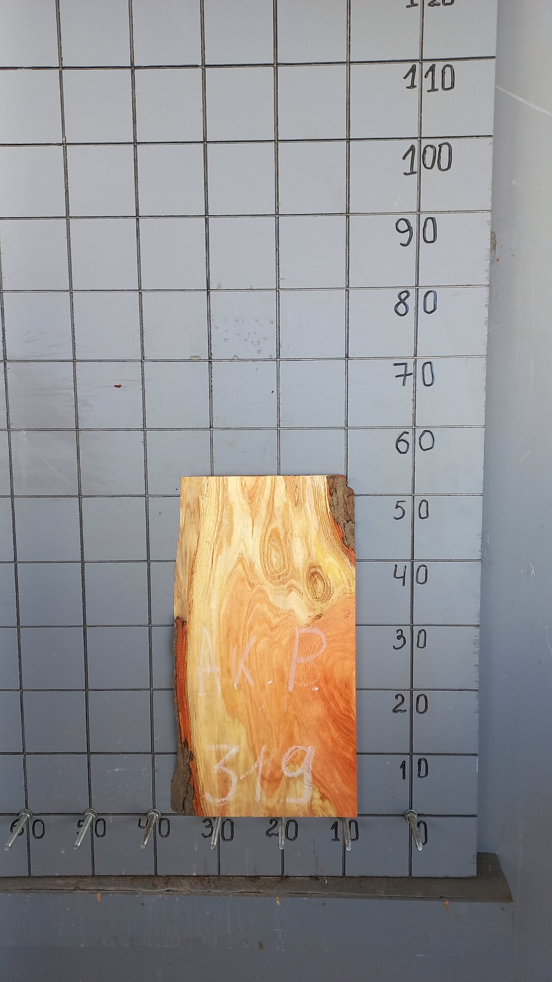 Слэб дерева Доклес Акация Розовая №319 2.2х25х50см, сорт 0-3, необрезной