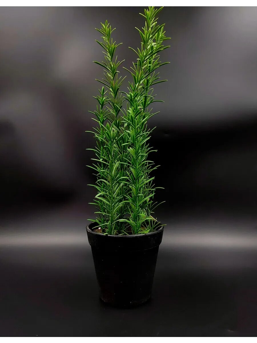 Цветок искусственный в горшке "розмарин"