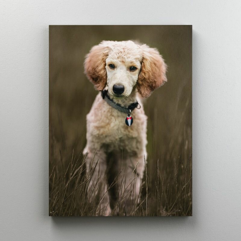 Интерьерная картина на холсте "Собака - кремовый пудель" размер 30x40 см