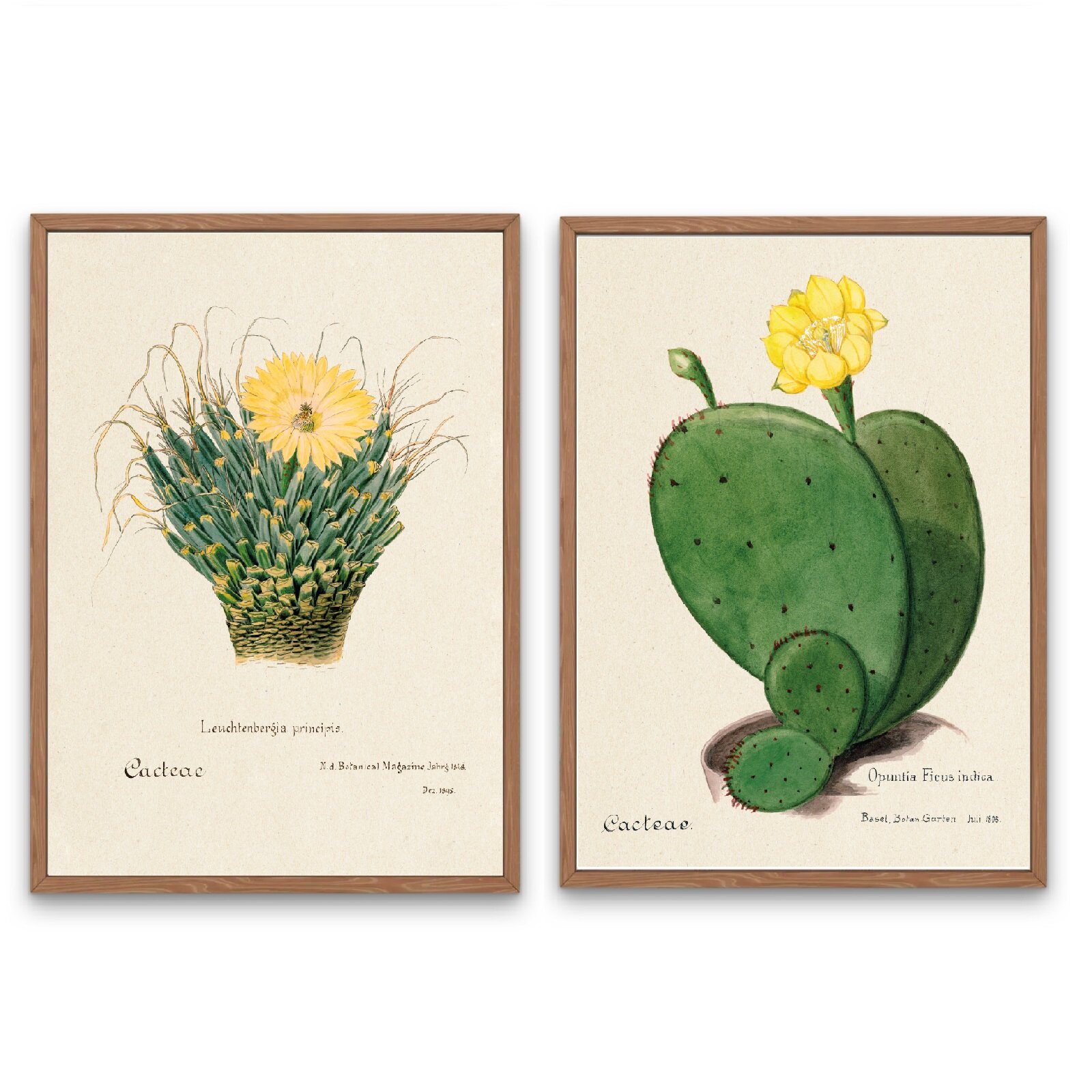 Набор интерьерных постеров "Ботаническая иллюстрация. Кактусы" 2 шт, 30х40 см