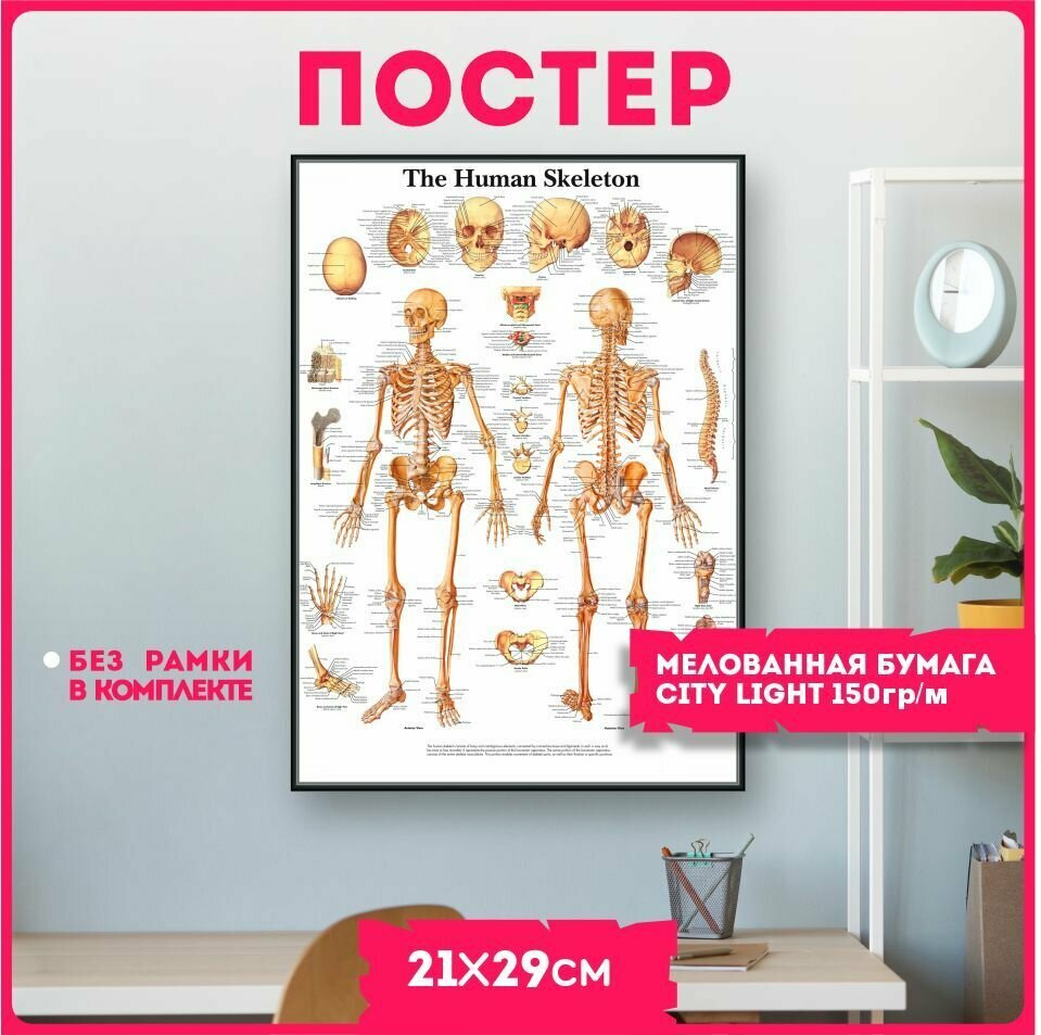 Постеры на стену Анатомия строение тела