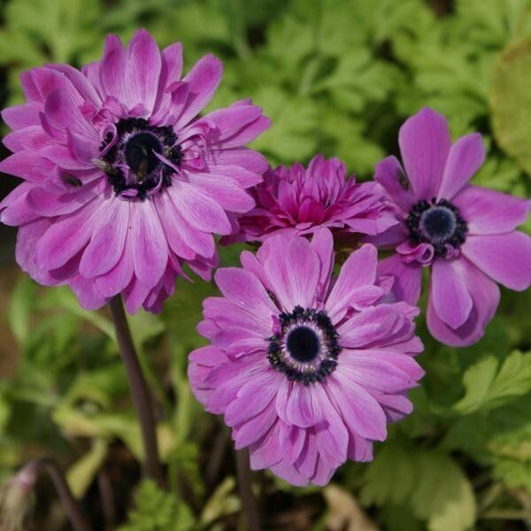 Анемона Адмирал, махр. 1 шт.