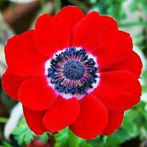 Анемона Голландия, 15 шт