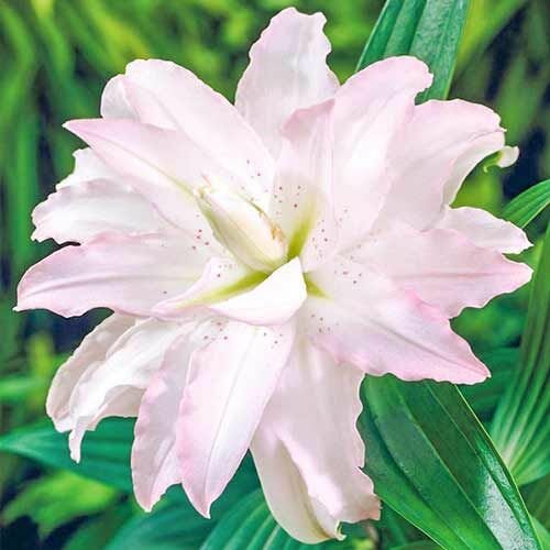 Лилия восточная махровая Дабл Плеже; Луковица