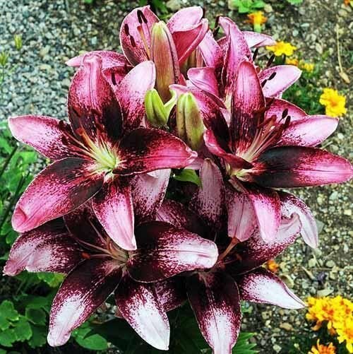 Лилия азиатская Пурпл Дрим луковицы, клубни, корни цветов