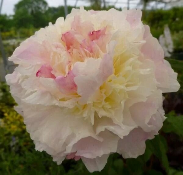 Пион Ширли Темпл 1 шт