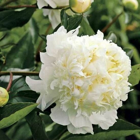 Пион Чарльз Уайт 1 шт