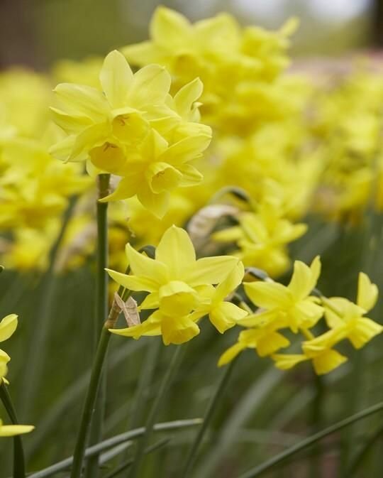 Нарцисс Санлайт Сенсейшн 8шт.