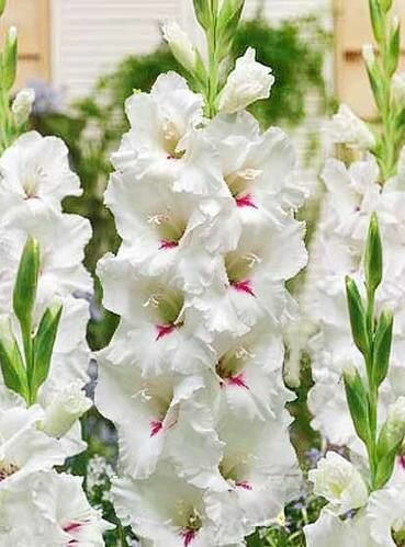 Гладиолус Исатис 1шт