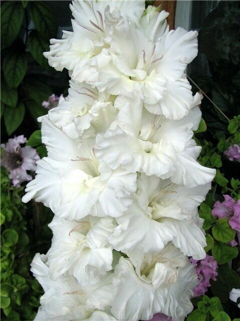 Гладиолус Св. Дмитрий Солунский 1шт