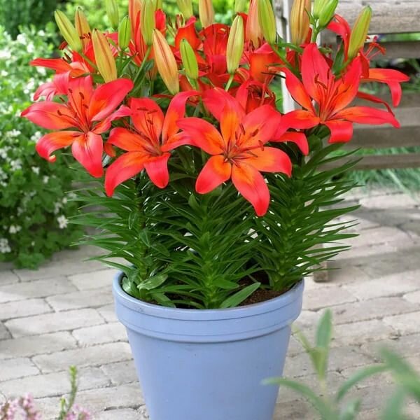 Лилия Матрикс 1 шт