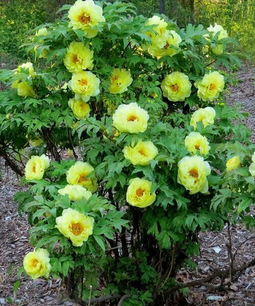 Пион древовидный Хай Нун луковицы, клубни, корни цветов