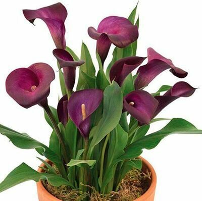 Калла Найт Лайф 1шт