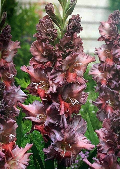 Гладиолус Якутск 1шт