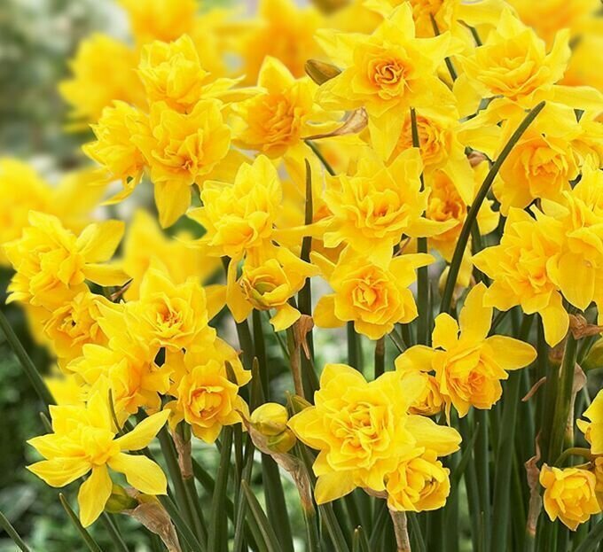 Нарцисс Дабл Кампернель 8шт.