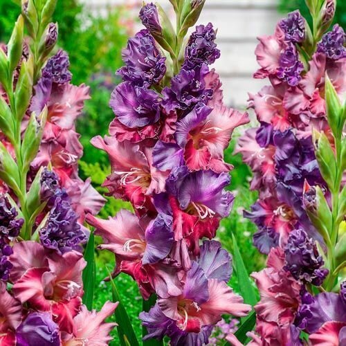 Гладиолус Ростов 1шт