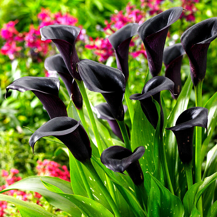 Калла SCHWARZWALDER 1шт