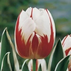 Тюльпан happu generation 5 шт.