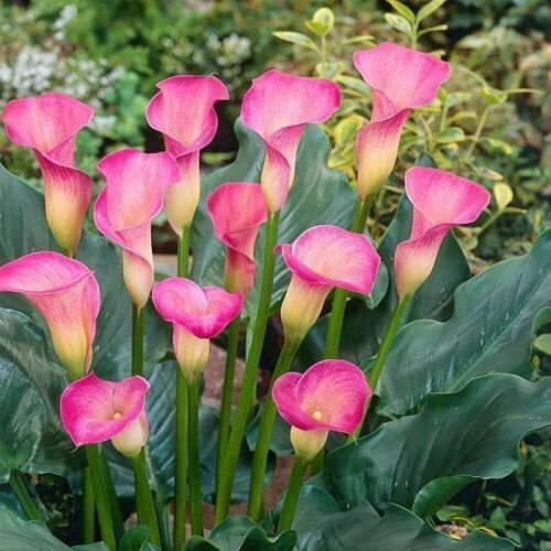 Калла Твайлайт 1шт