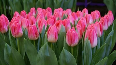 Тюльпан Супермодель 5 шт.