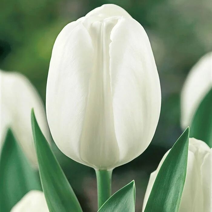 Тюльпан Сибирь 5 шт.