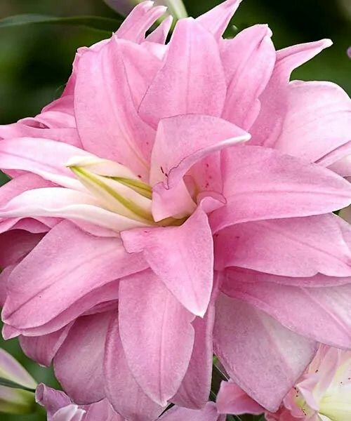 Лилия Лотус Бриз 1 шт