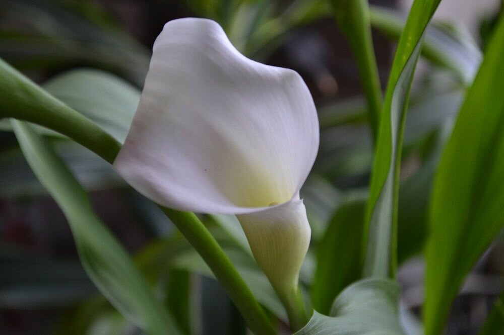 Калла Albomaculata 1шт