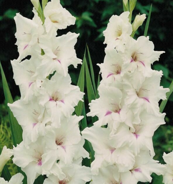 Гладиолус Клауди 1 шт