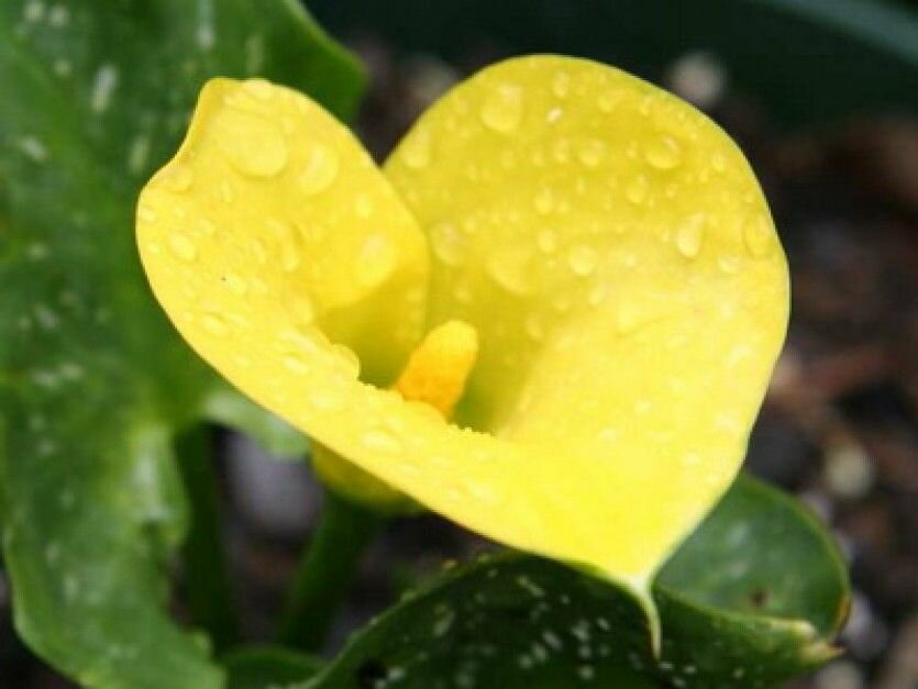 Калла Лемон Дроп 1шт